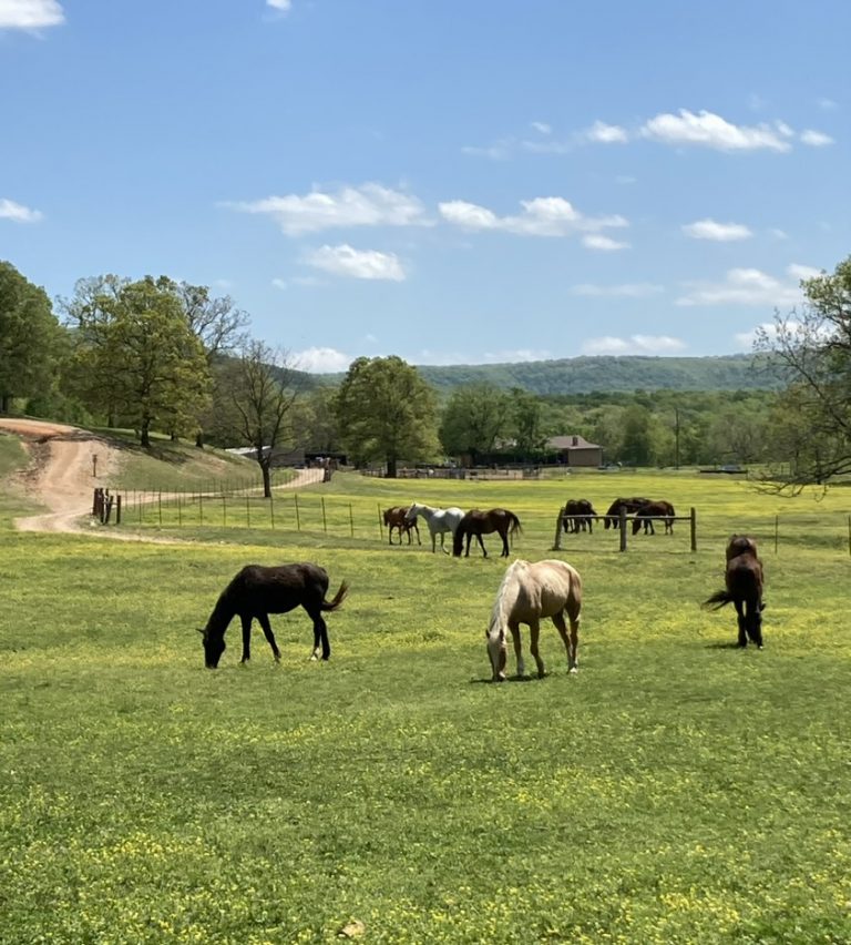 Home - Rockin Z Ranch